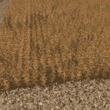 Corn Textures V 1.0 FS15 - Mod Download