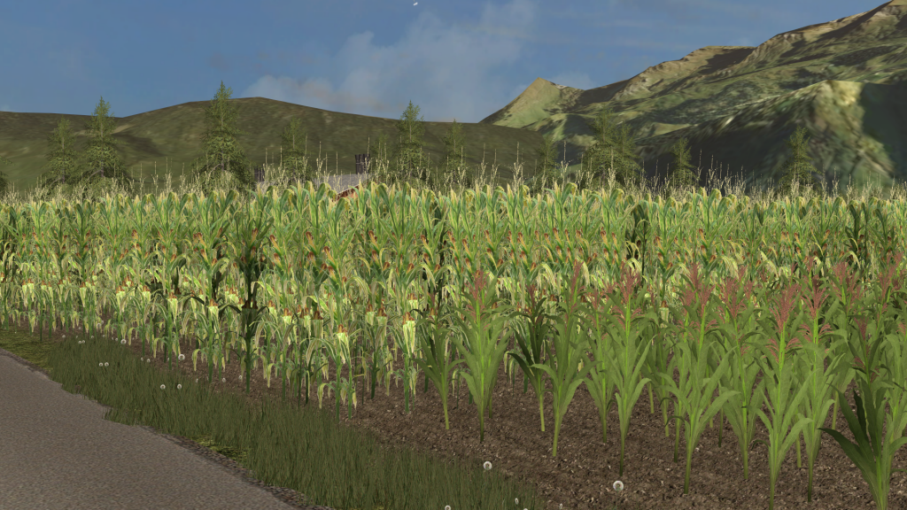 FS17 Maize / Corn Texture - FS 17 Textures Mod Download