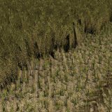 FS19 CANOLA TEXTURE v1.0.0.0 - FS 19 Textures Mod Download