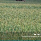 FS22 Cottage Farm v1.0 - FS 22 Maps Mod Download