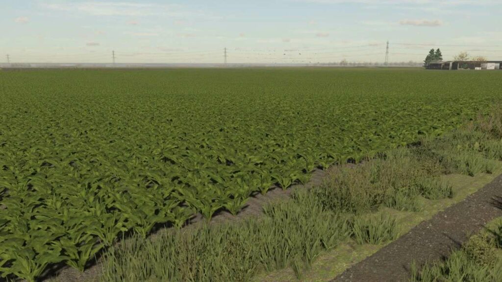 FS22 Sugar beet textures v1.0 (2) - Farming simulator 19 / 17 / 15 Mod