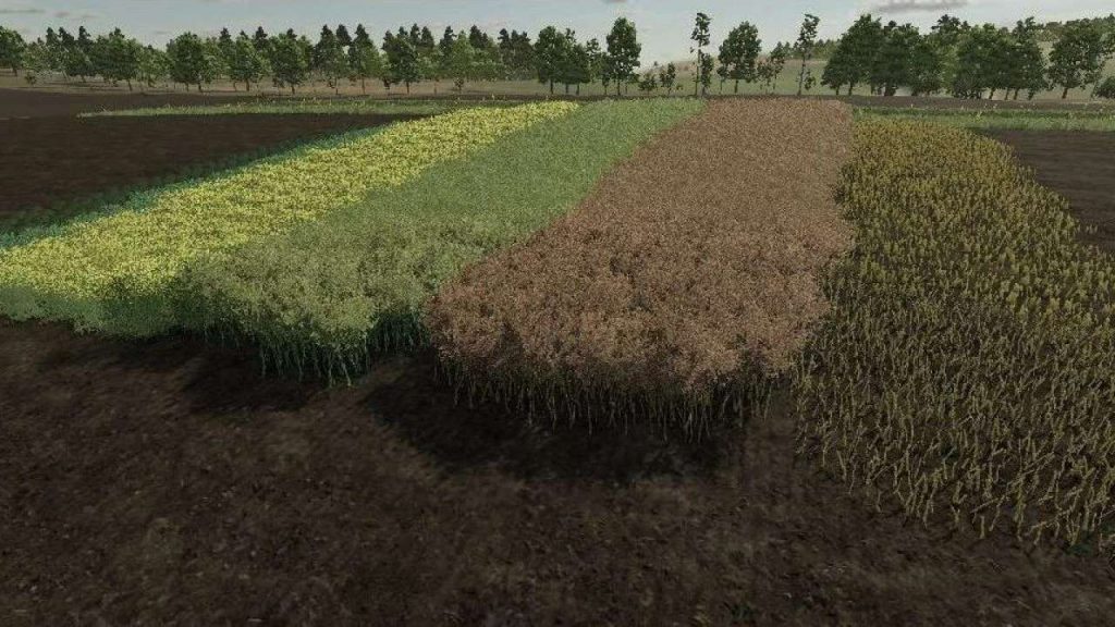 FS25 Realistic Canola Growth Cycle in Europe v1 (2) - Farming simulator ...