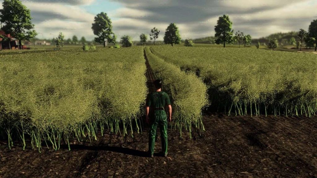 FS25 Realistic Canola Growth Cycle in Europe v1.0 - FS 25 Other Mod ...