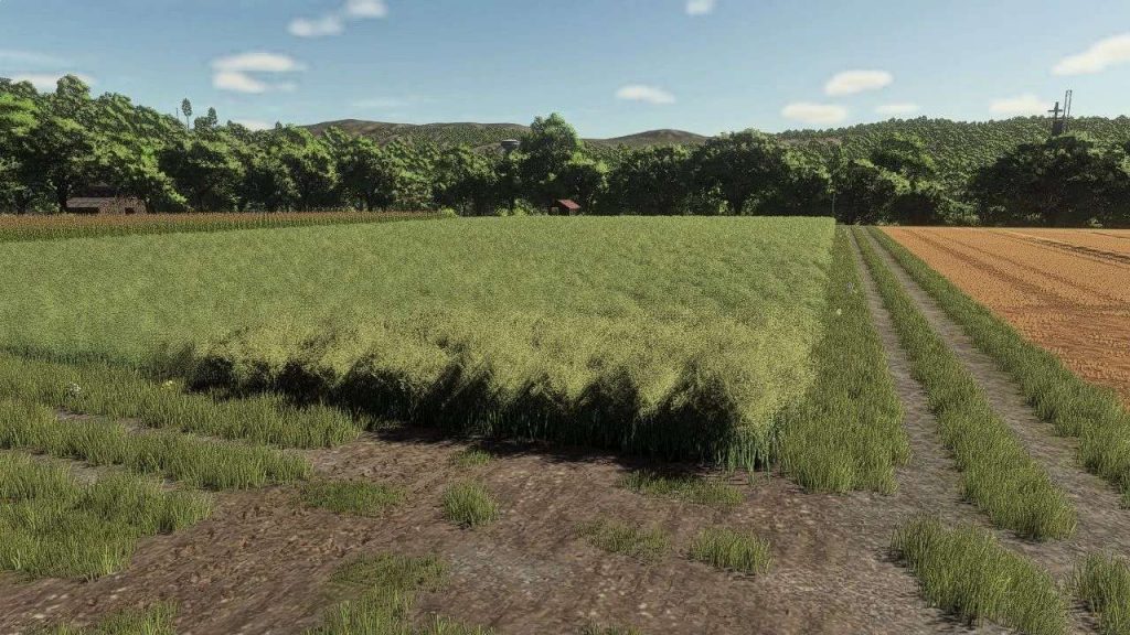 FS25 Realistic Canola Growth Cycle in Europe v1.0.0 (1) - Farming ...