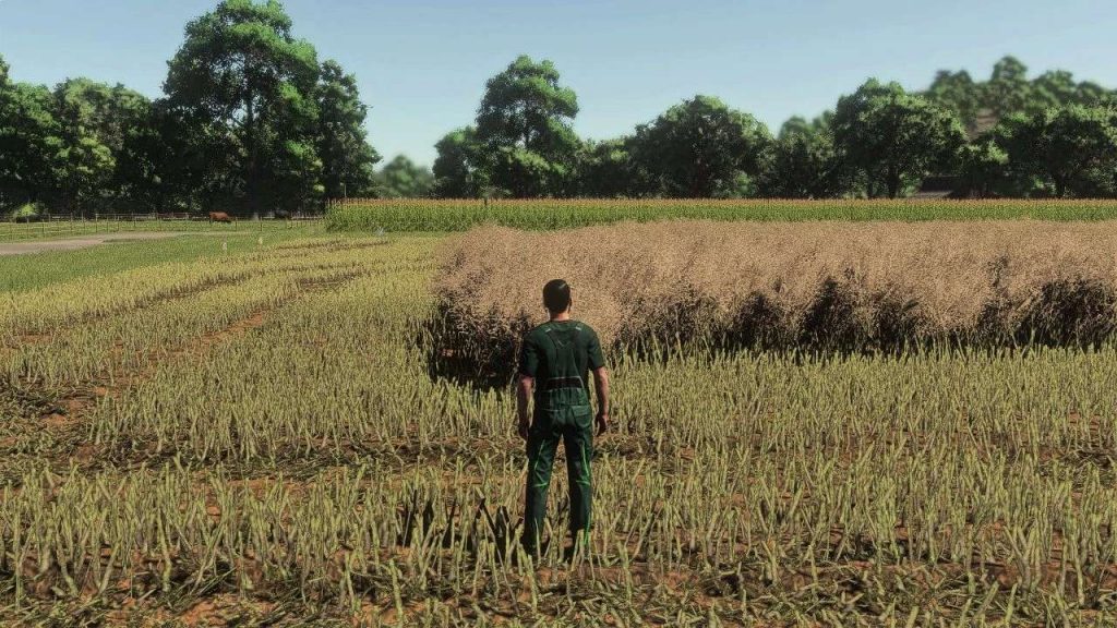 FS25 Realistic Canola Growth Cycle in Europe v1.0.0.1 - FS 25 Textures ...